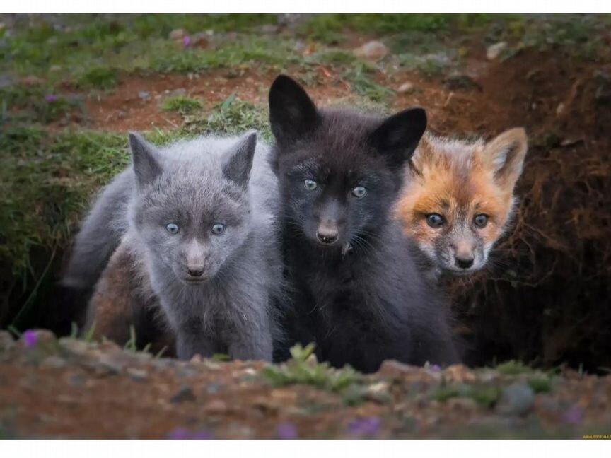 Щенок пушных домашний ручной