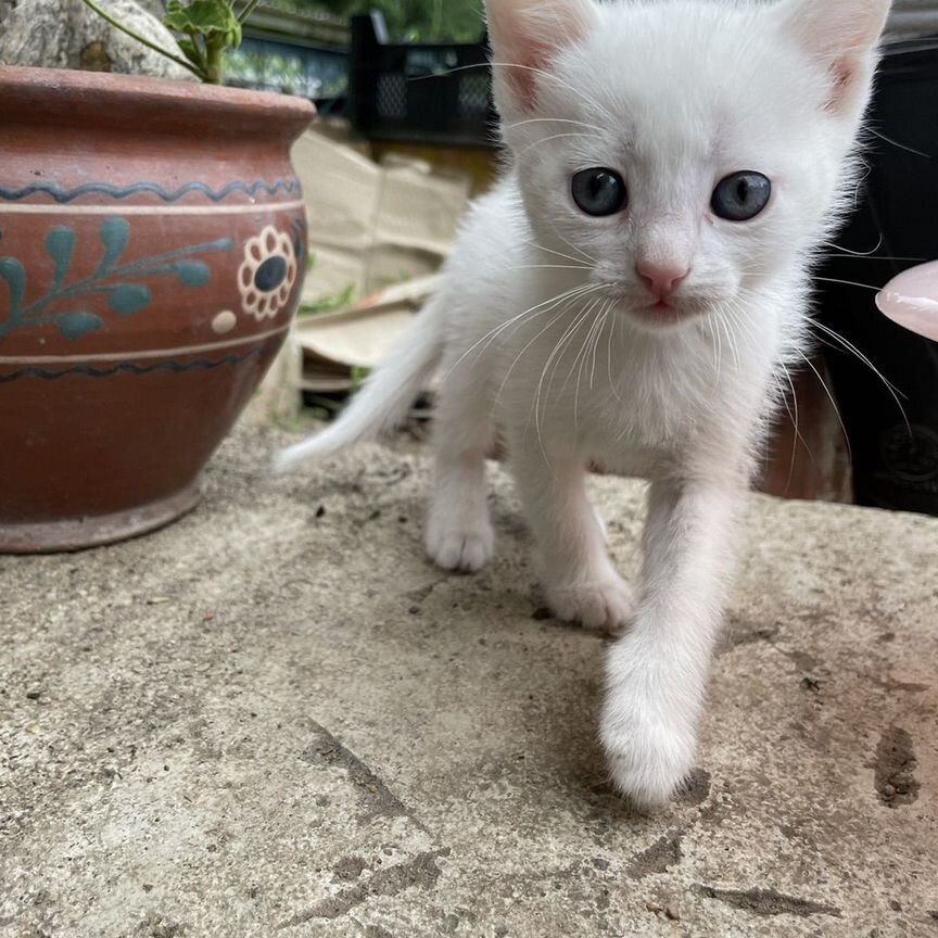 Котенок мальчик