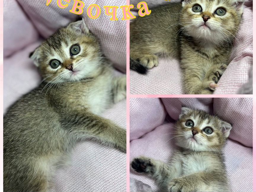 Шотландские шиншилловые котята