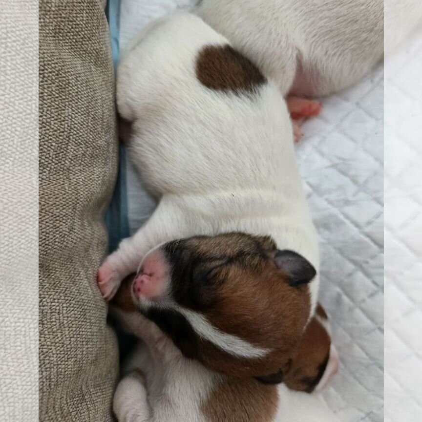 Джек-рассел-терьер, щенок