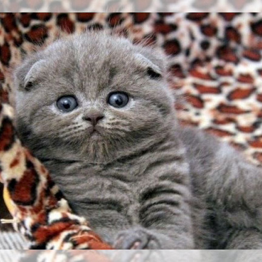 Британский короткошёрстный котёнок