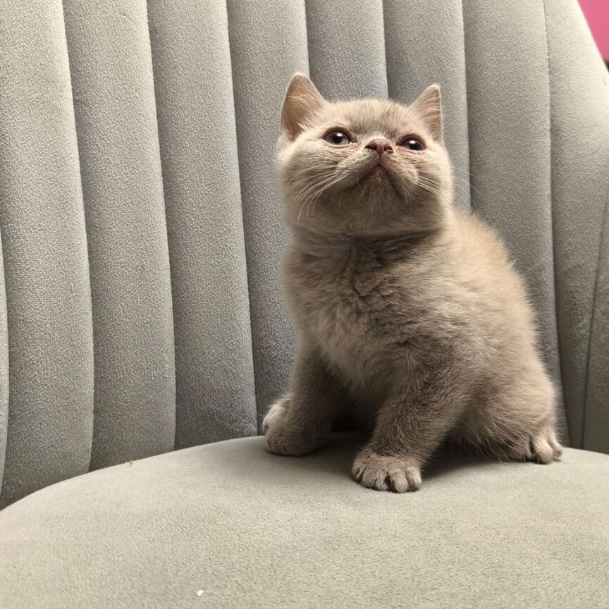 Британские котята