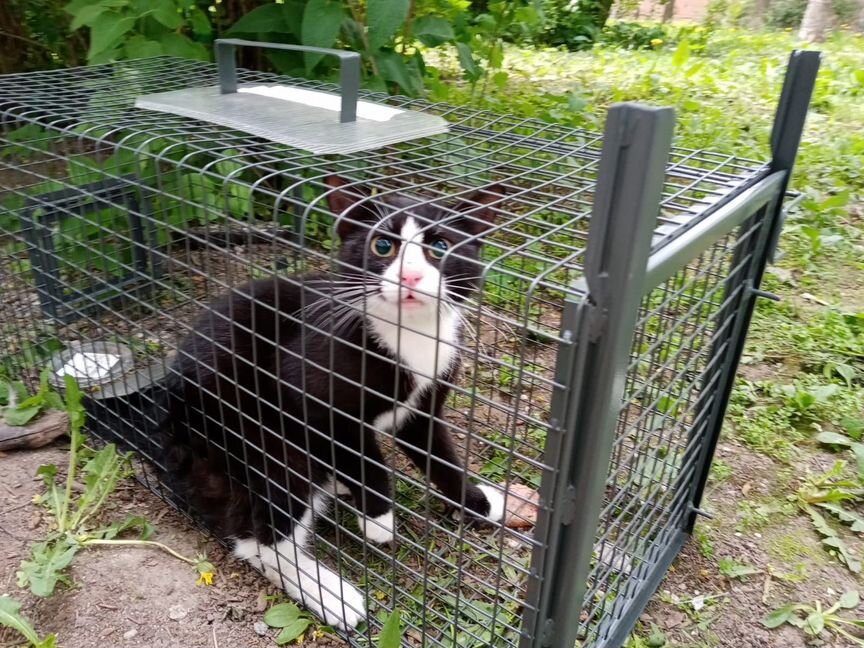 Еще котенок 9-10 мес. домой, домой, домой