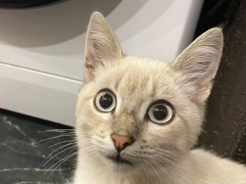 Котенок 2 месяца ищет дом