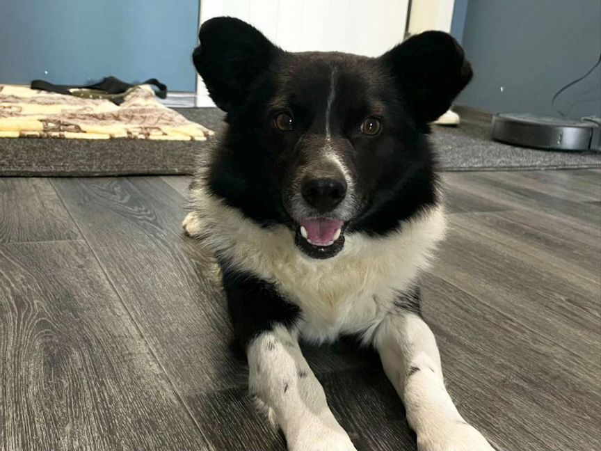 Собака мальчик в добрые руки, 2 года