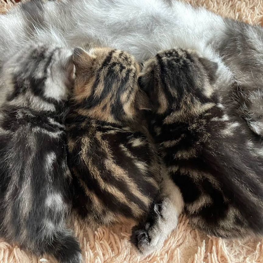 Шотландские котята