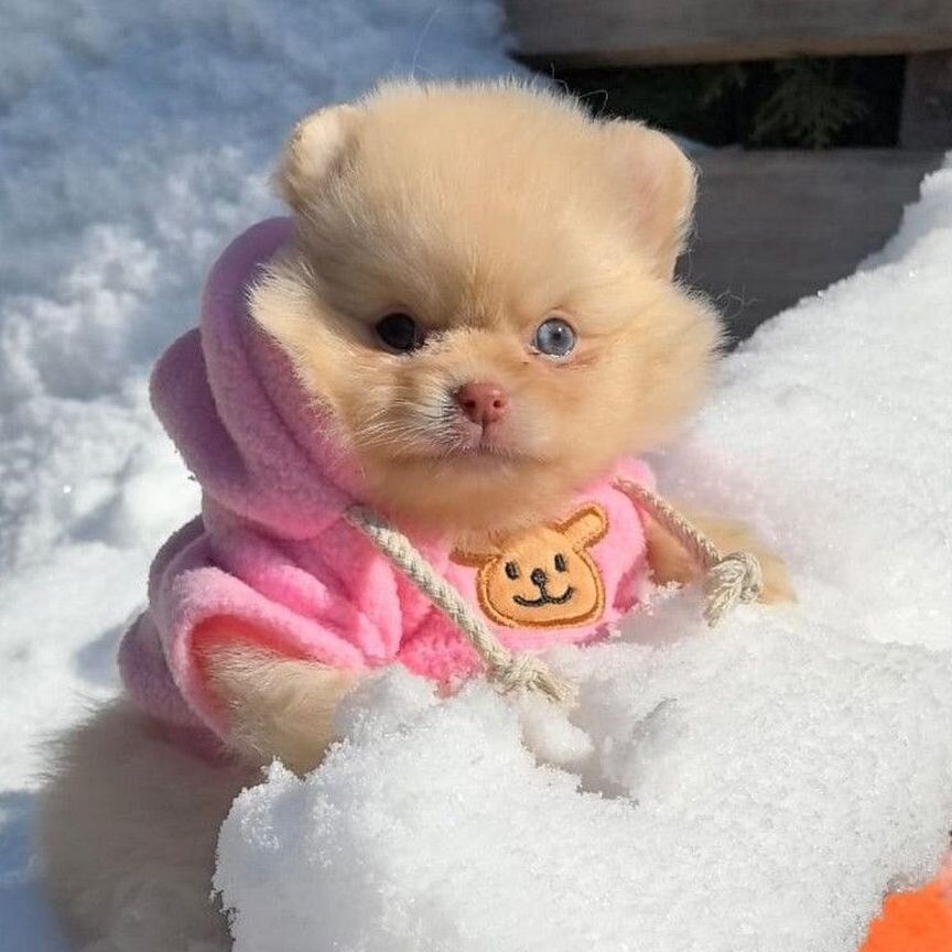 Шпиц Мальчик