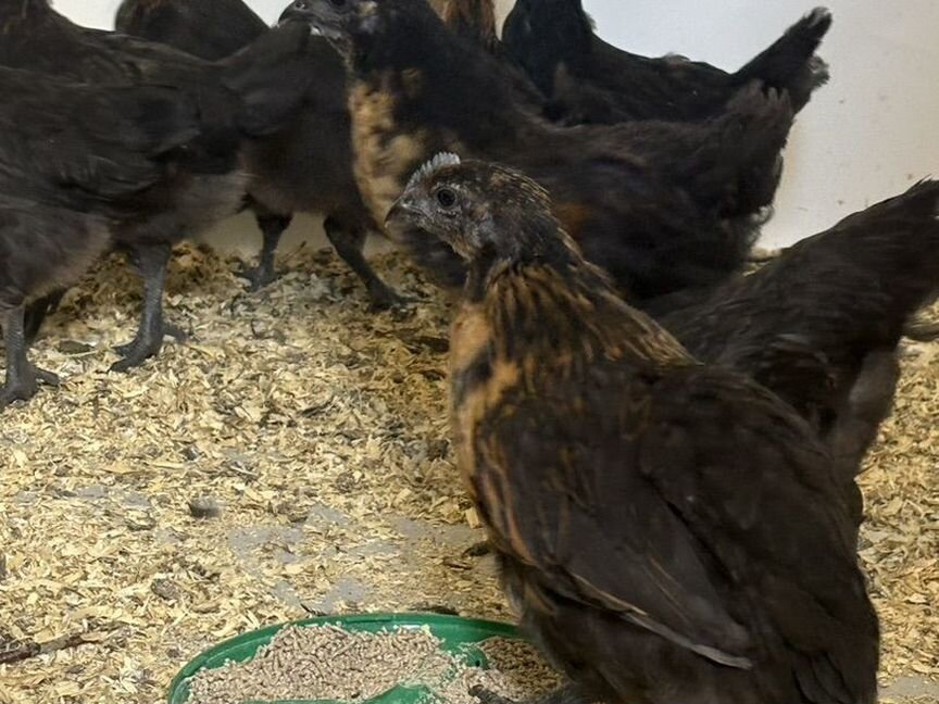 Куры лакеданзи