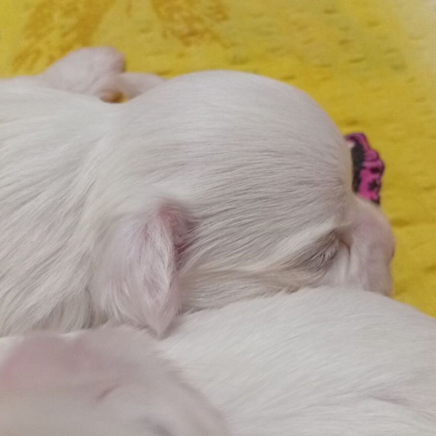 Мальтийская болонка, щенок