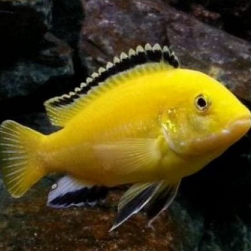 Лабидохромис еллоу