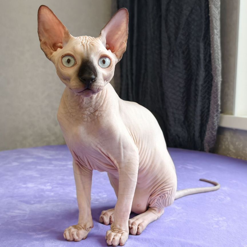 Канадский сфинкс котёнок