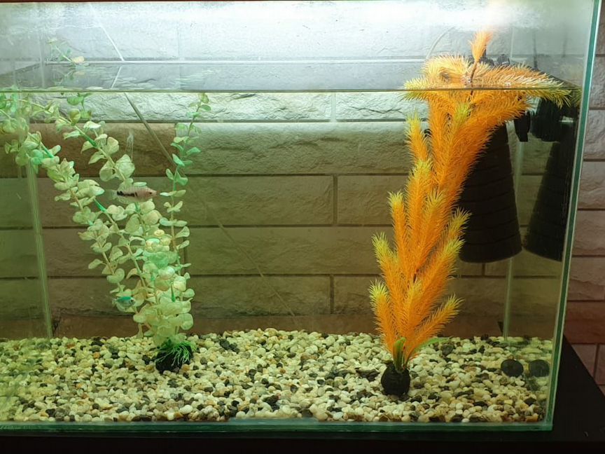 Аквариум с оборудованием