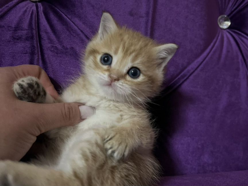 Шотландские котята