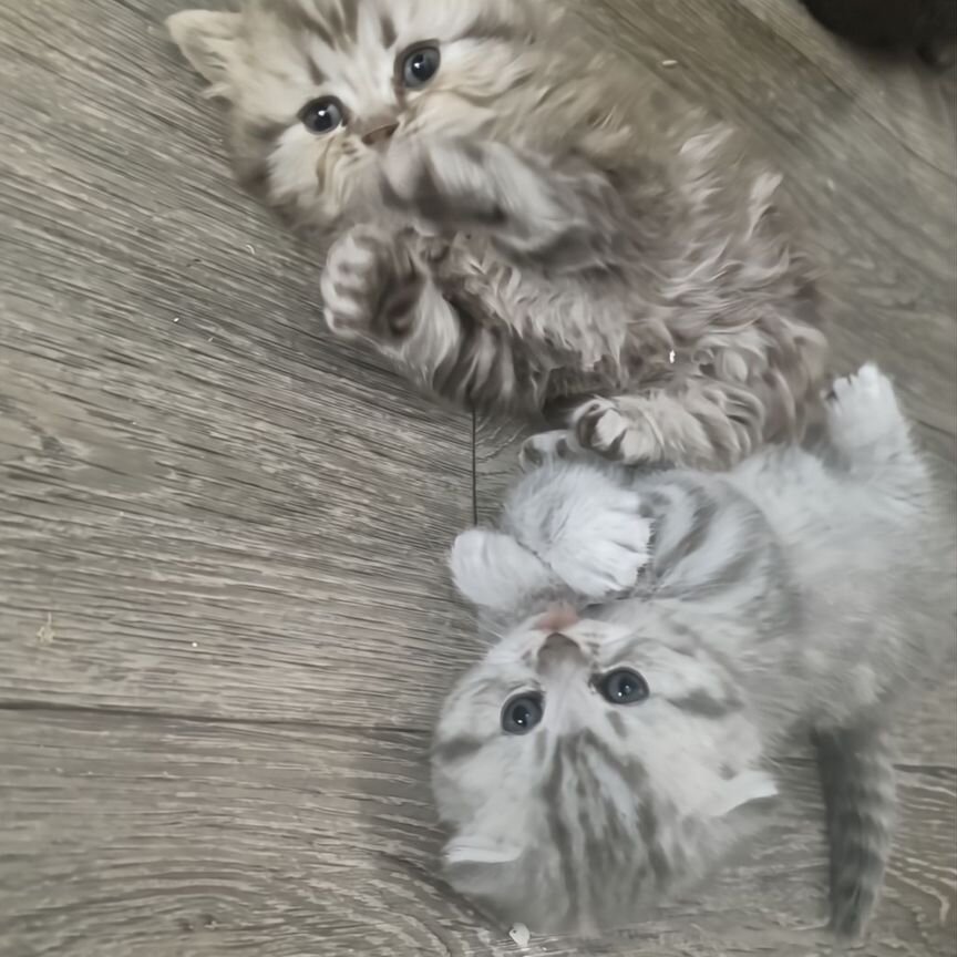 Шотландский вислоухий короткошёрстный котёнок