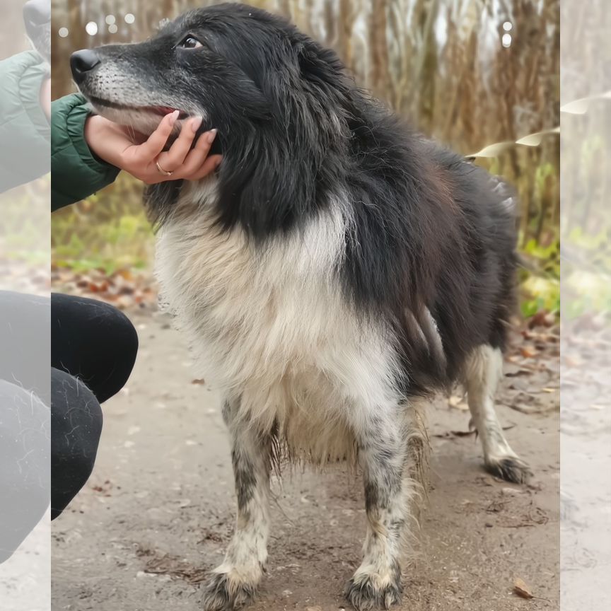 Взрослый пёс в добрые руки