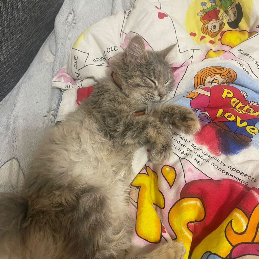 Курильский бобтейл, наверное