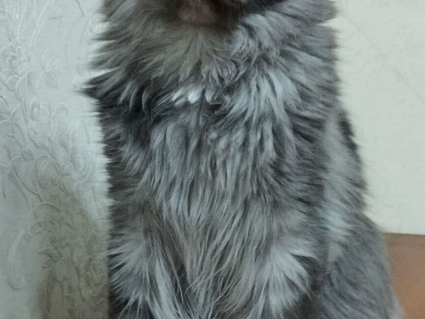 Шикарный кот мейн-кун в разведение