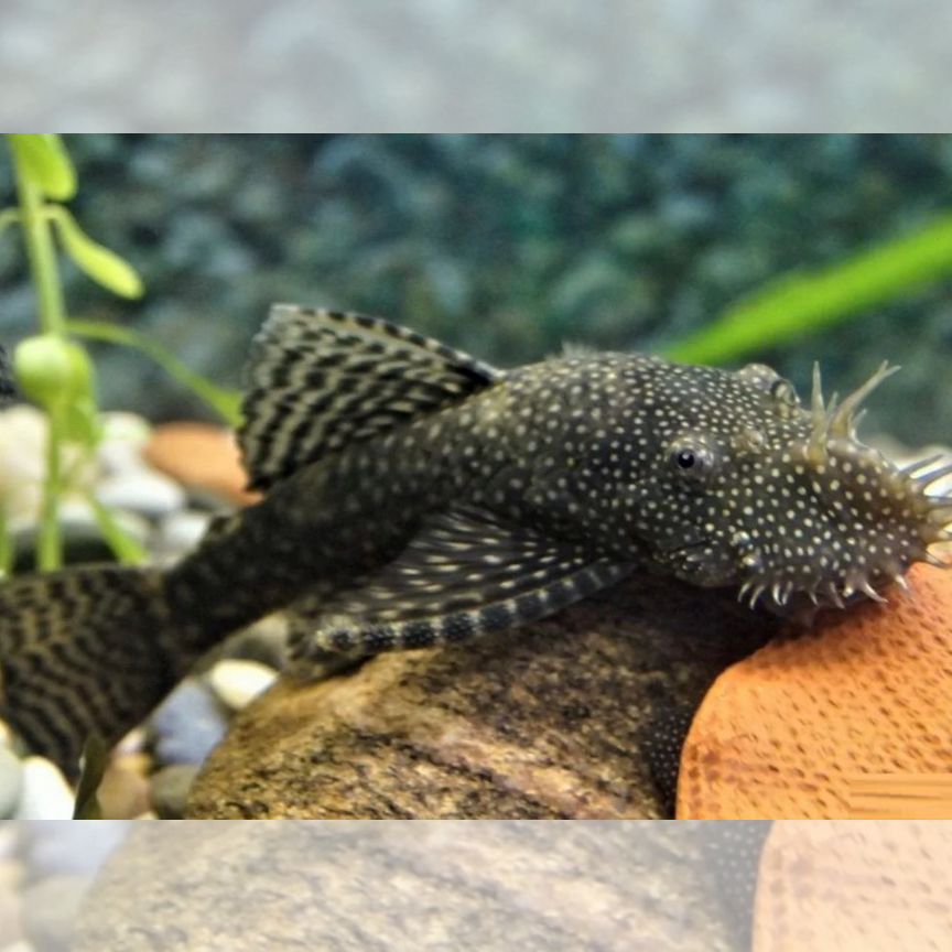 Сом анциструс