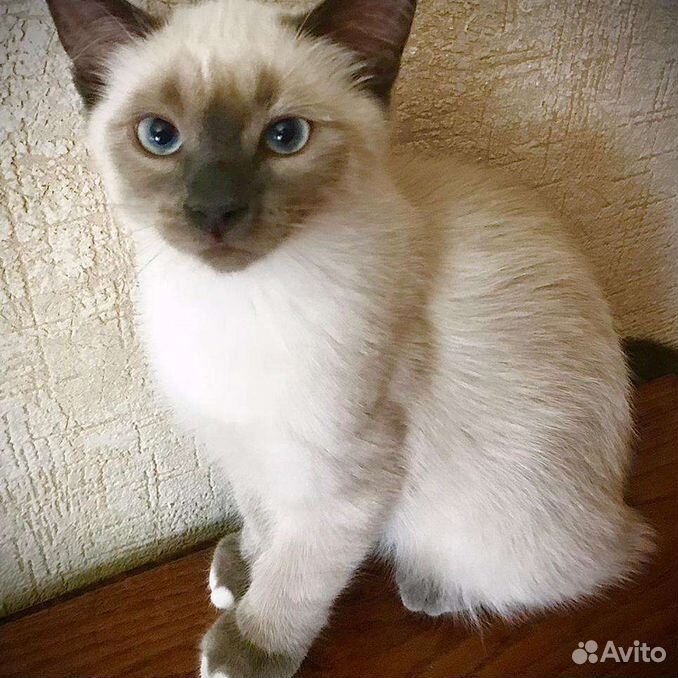 Котик тайский