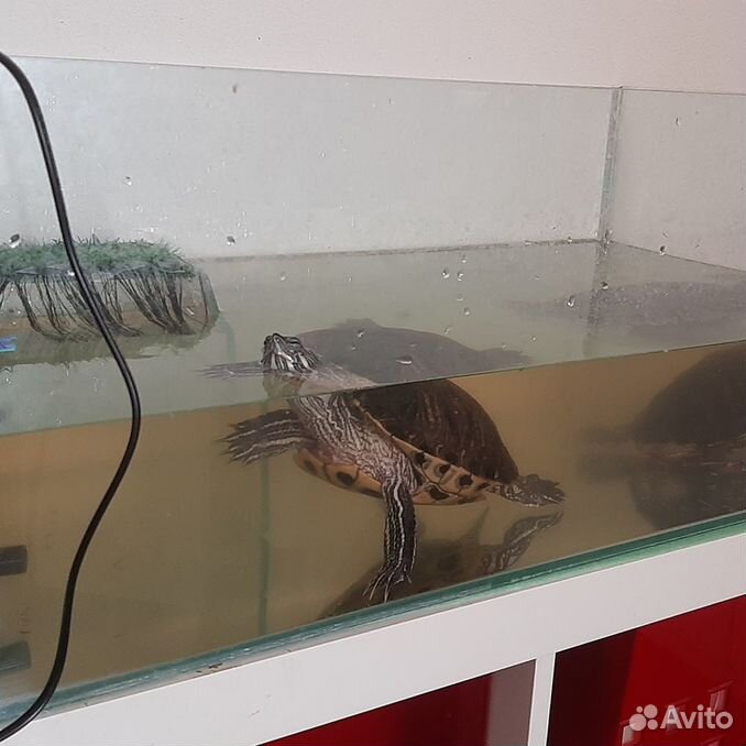 Отдам бесплатно в добрые руки