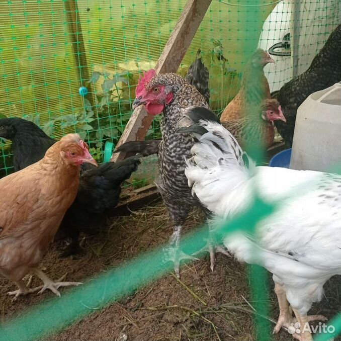 Молодые петухи доминантов