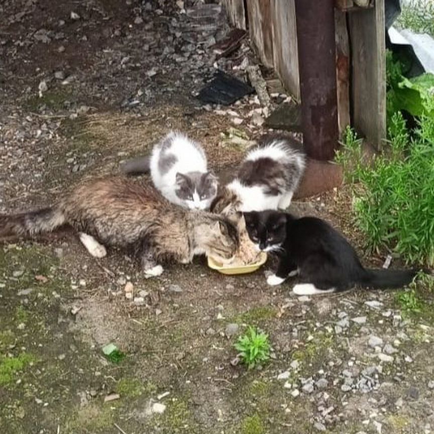 Отдам котят в добрые руки