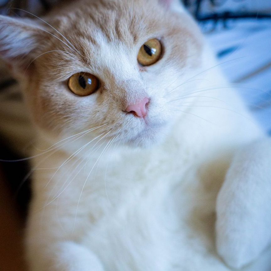 Персиковый котик из домашнего приюта