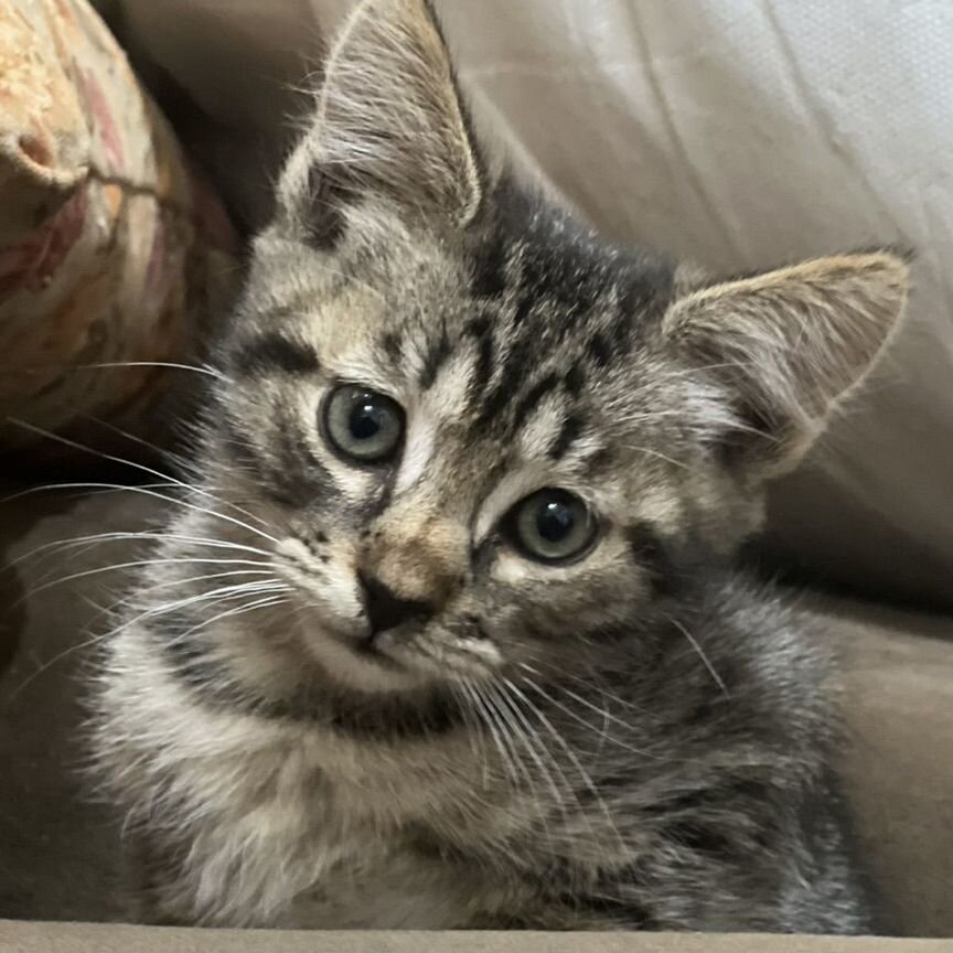 Кошечка красавица, умняшка, ласкушка