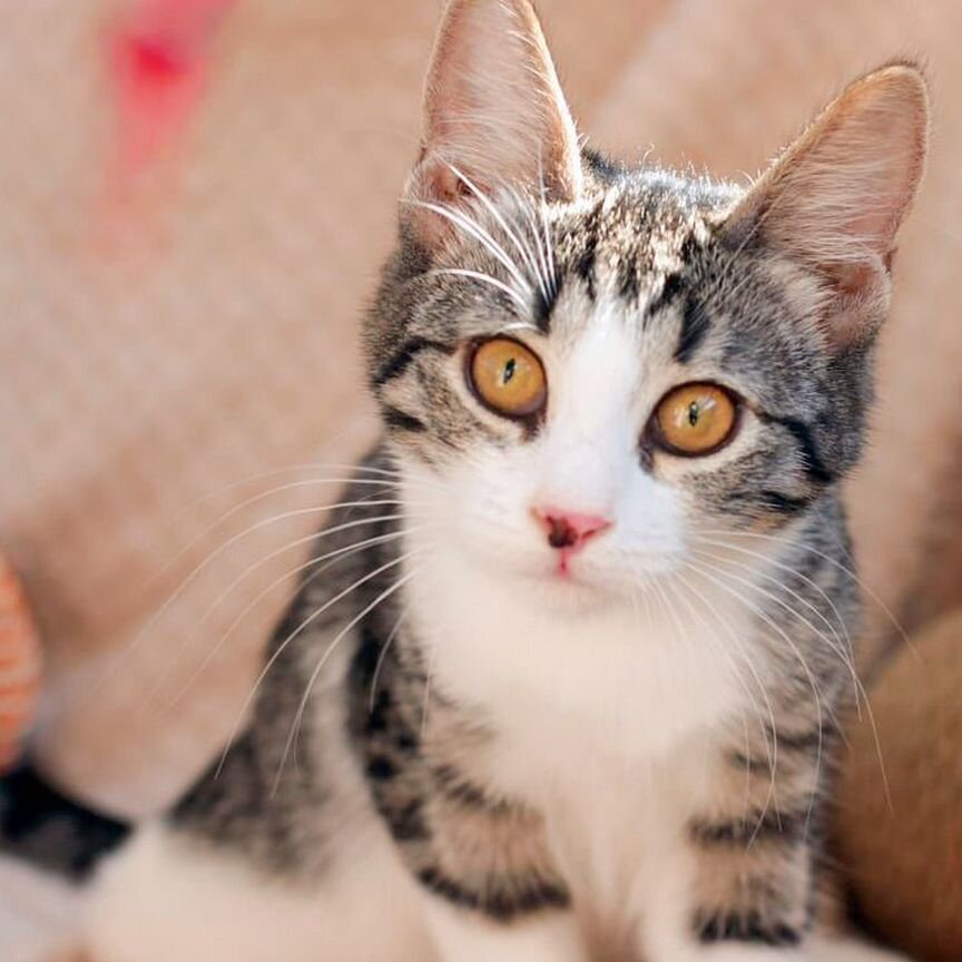 Котёнок Микки в добрые руки