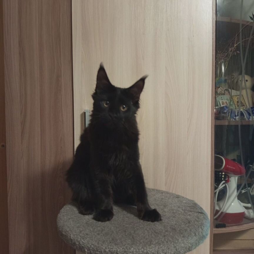 Котята мейн-кун