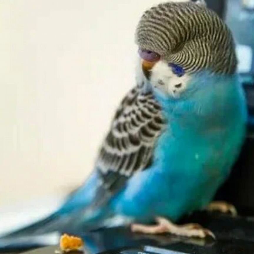 Попугай возьму в добрые руки