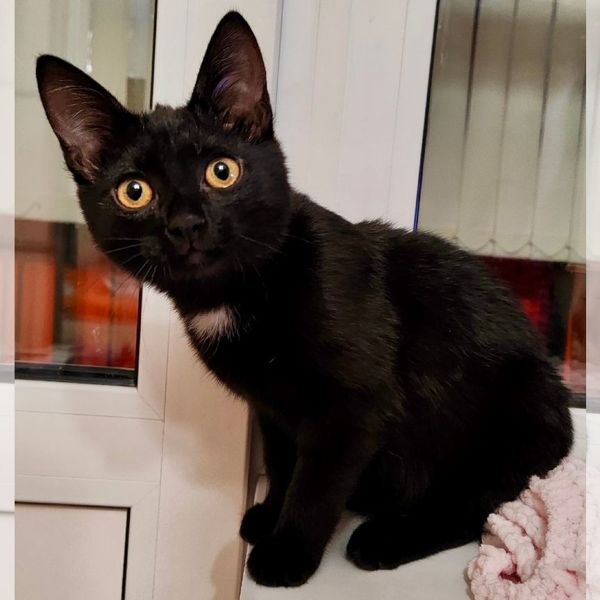 Ориентальный котёнок