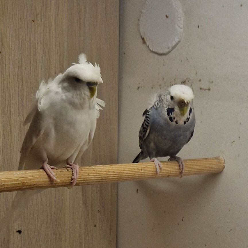 Попугай хагоромо