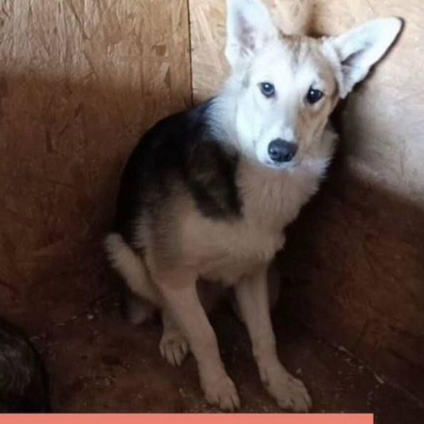 Взрослая собака в добрые руки