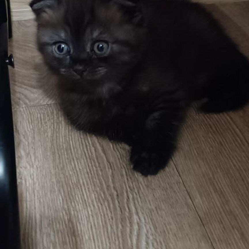 Шотландский вислоухий длинношёрстный котёнок