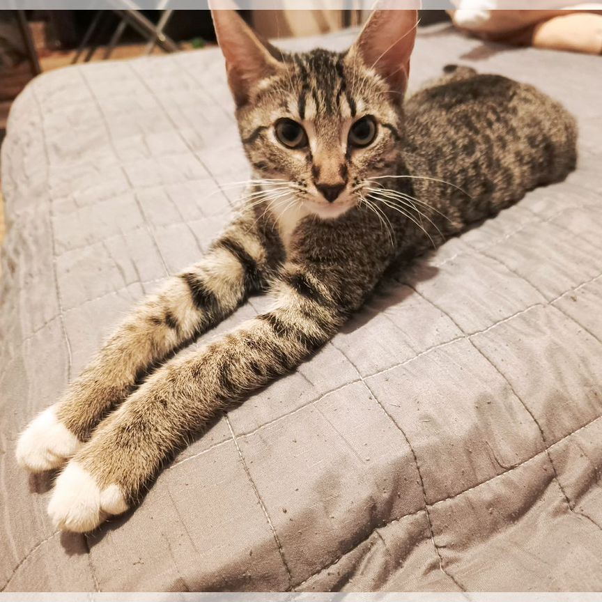Кошечка 4 месяца