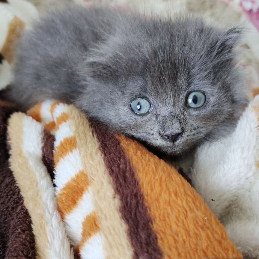 Котята в добрые ручки 1.5 мес