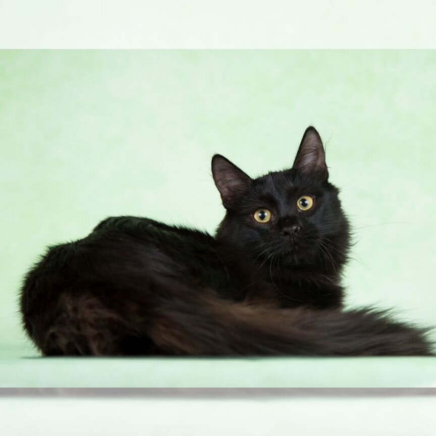 Черныш ищет дом