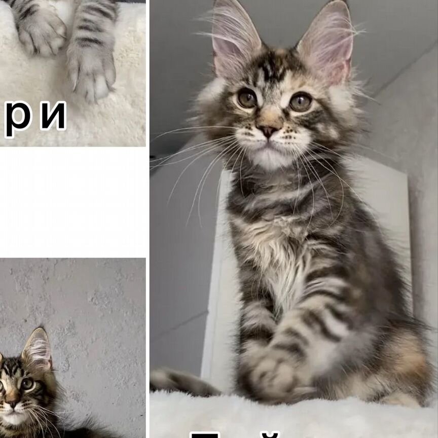 Мейн-кун котёнок
