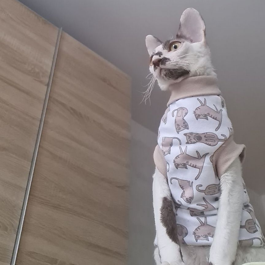 Свитер для котенка