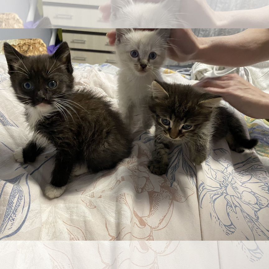 Котята в добрые руки