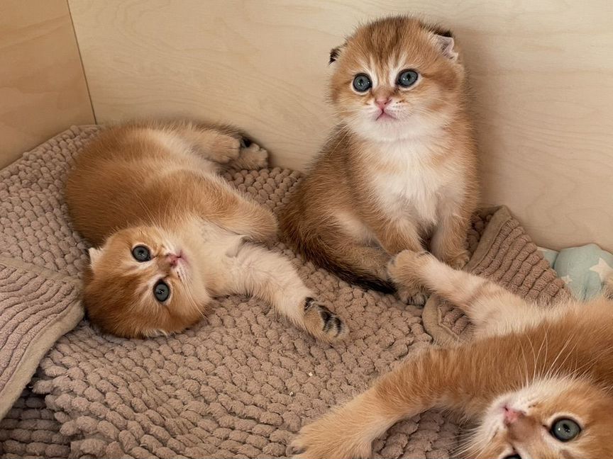 Котята золотая шиншилла,кошечки