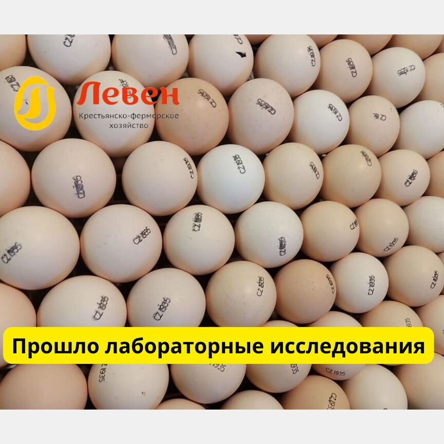 Инкубационное яйцо бройлера из Европы