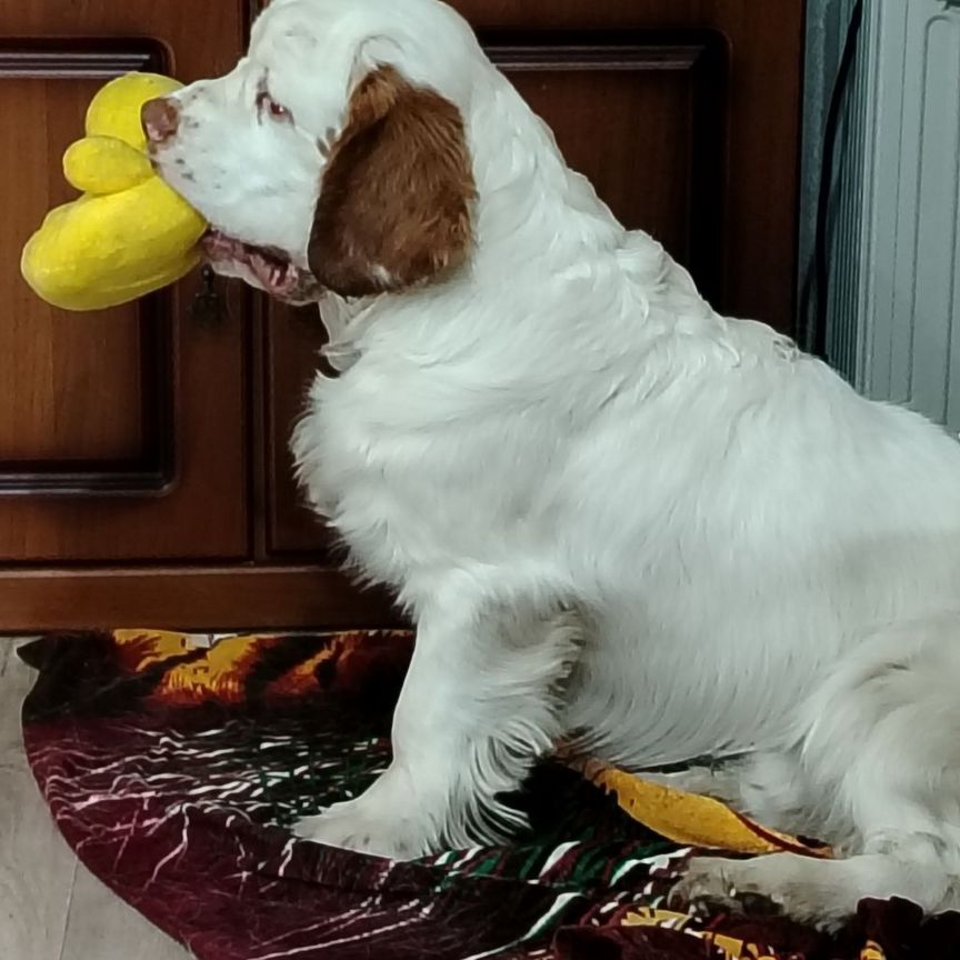 Кламбер-спаниель, щенок