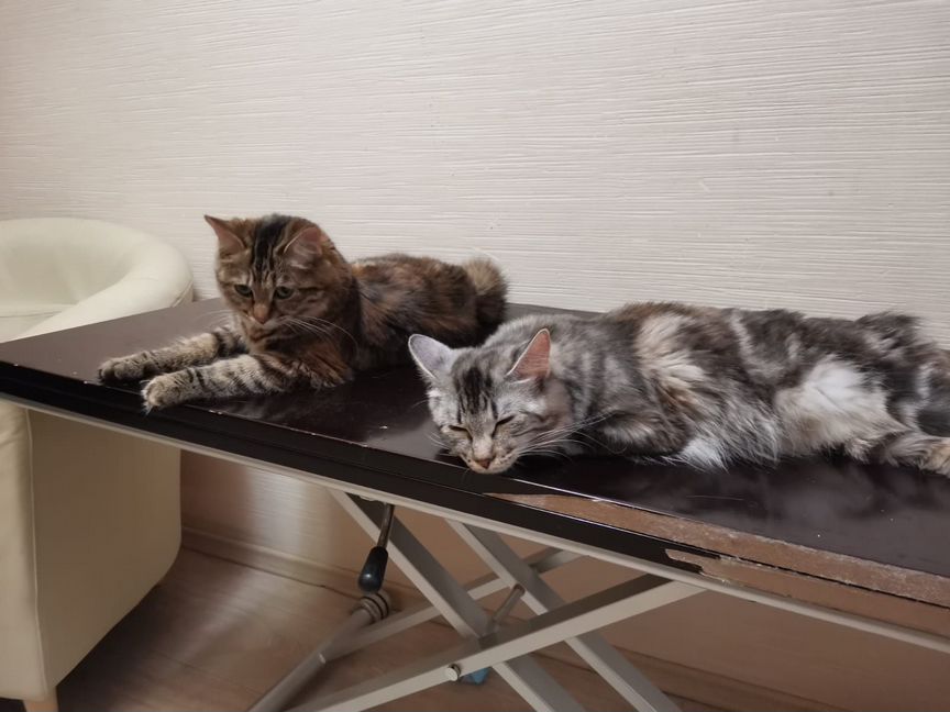 Курильские бобтейлы (кошечки)