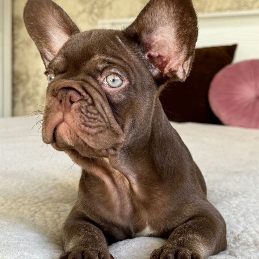 Французский бульдог Мокко с флаффи
