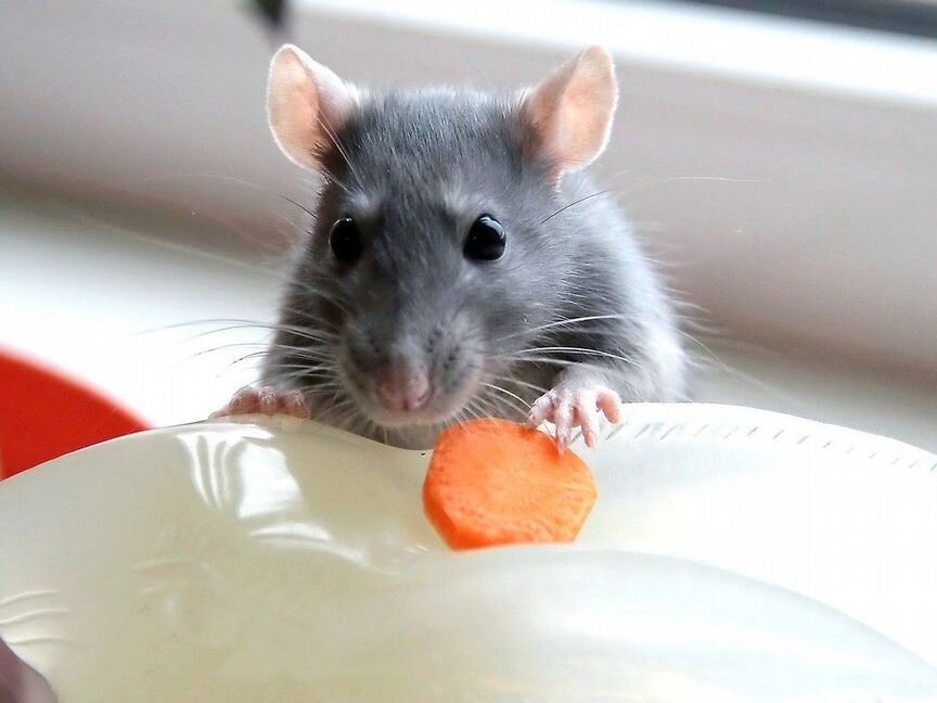 Домик тоннель гамак для грызунов