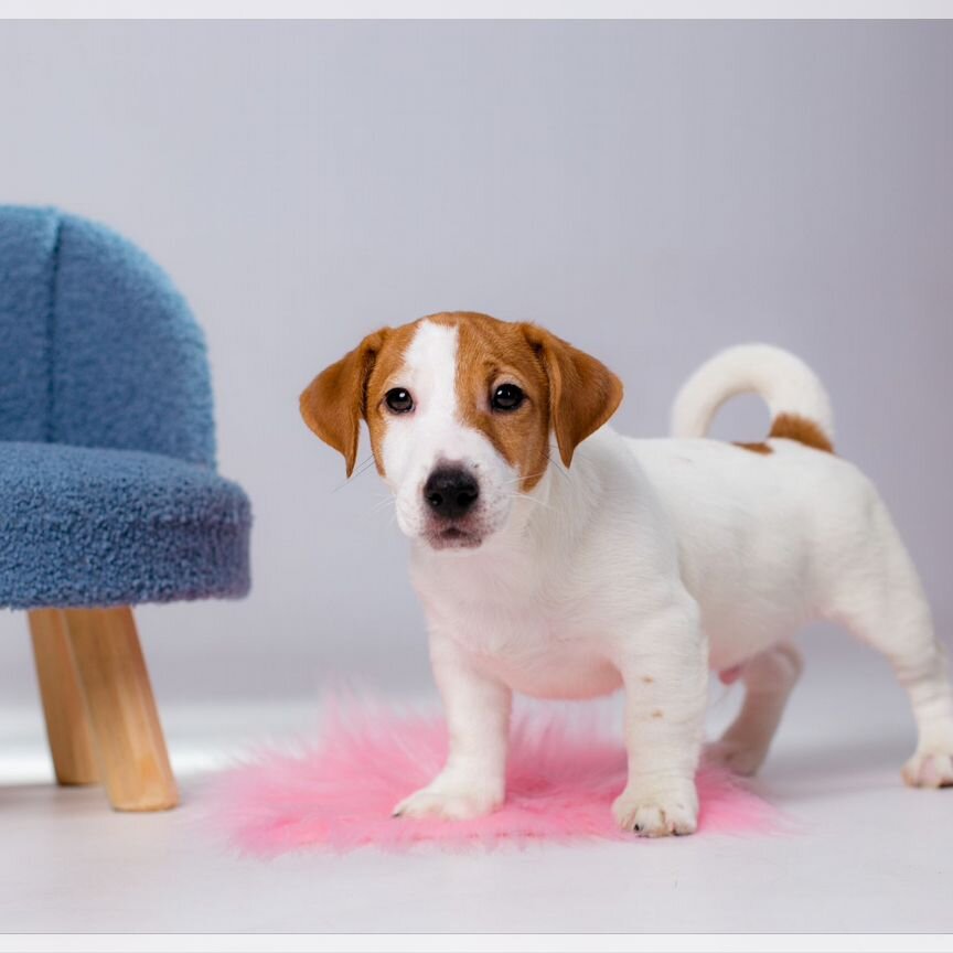 Джек-рассел-терьер, щенок