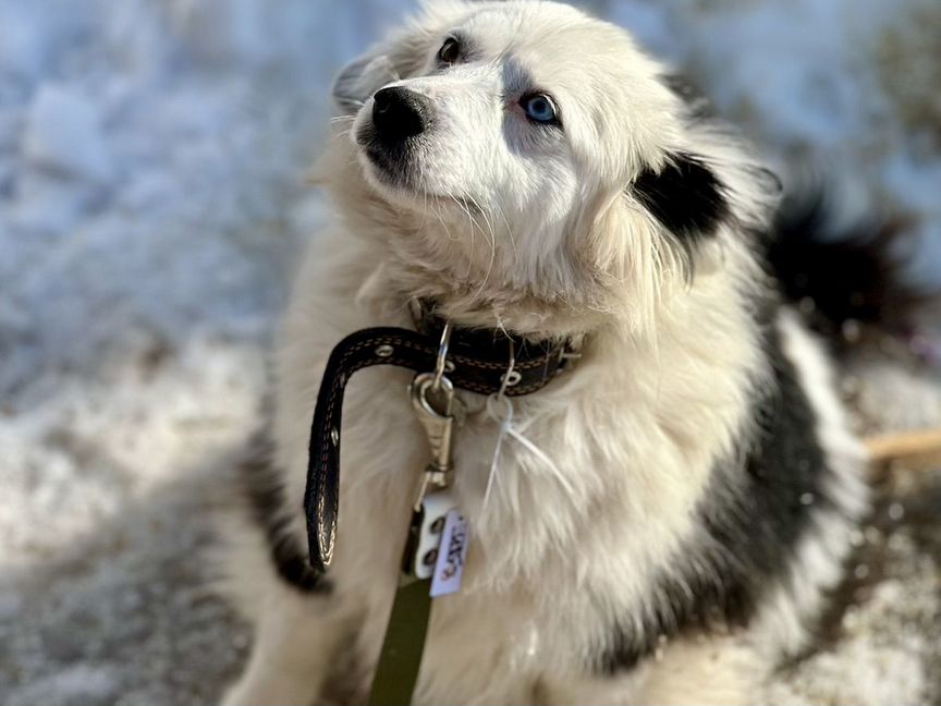 Собака Милка только в любящие руки