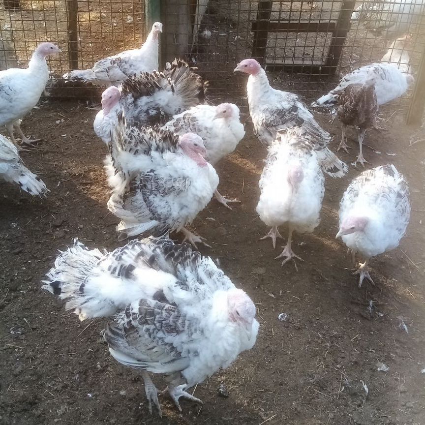 Индюшата северо кавказские